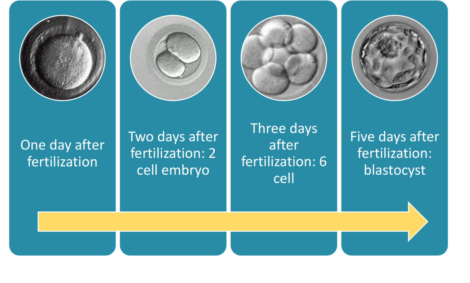 Steps in the IVF Process - IVF Center in Louisiana