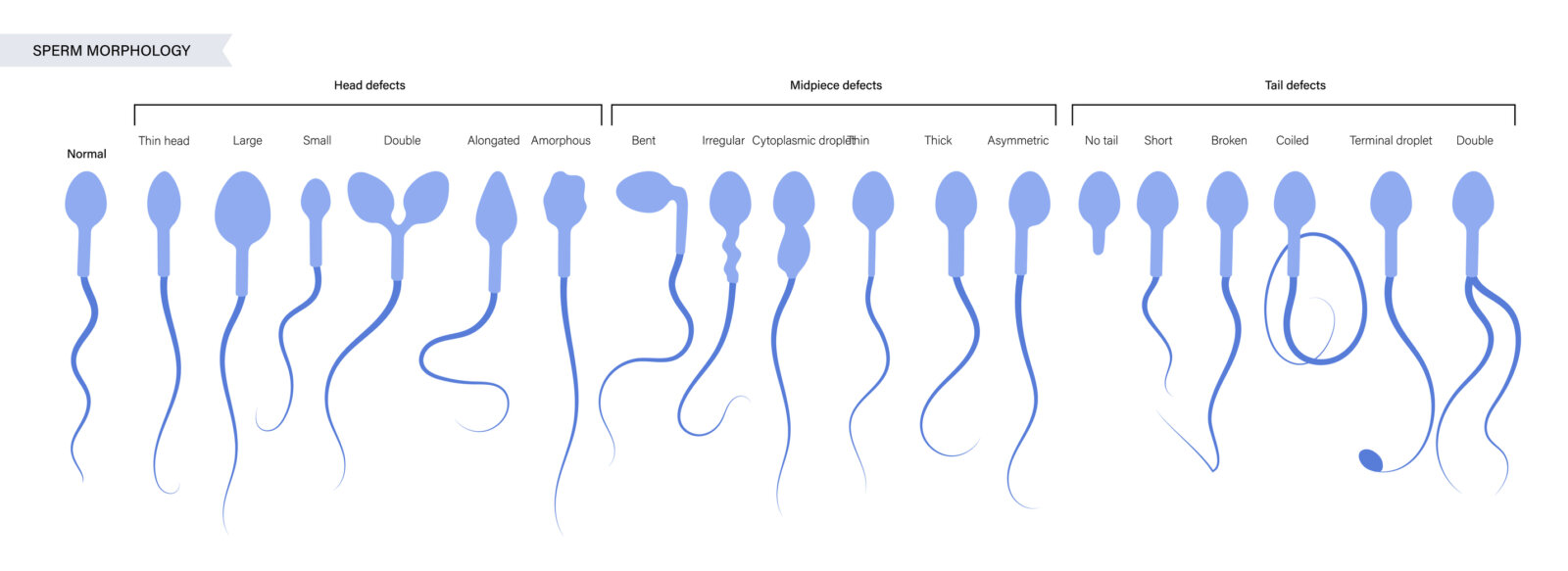Sperm Morphology Defects - Fertility Answers